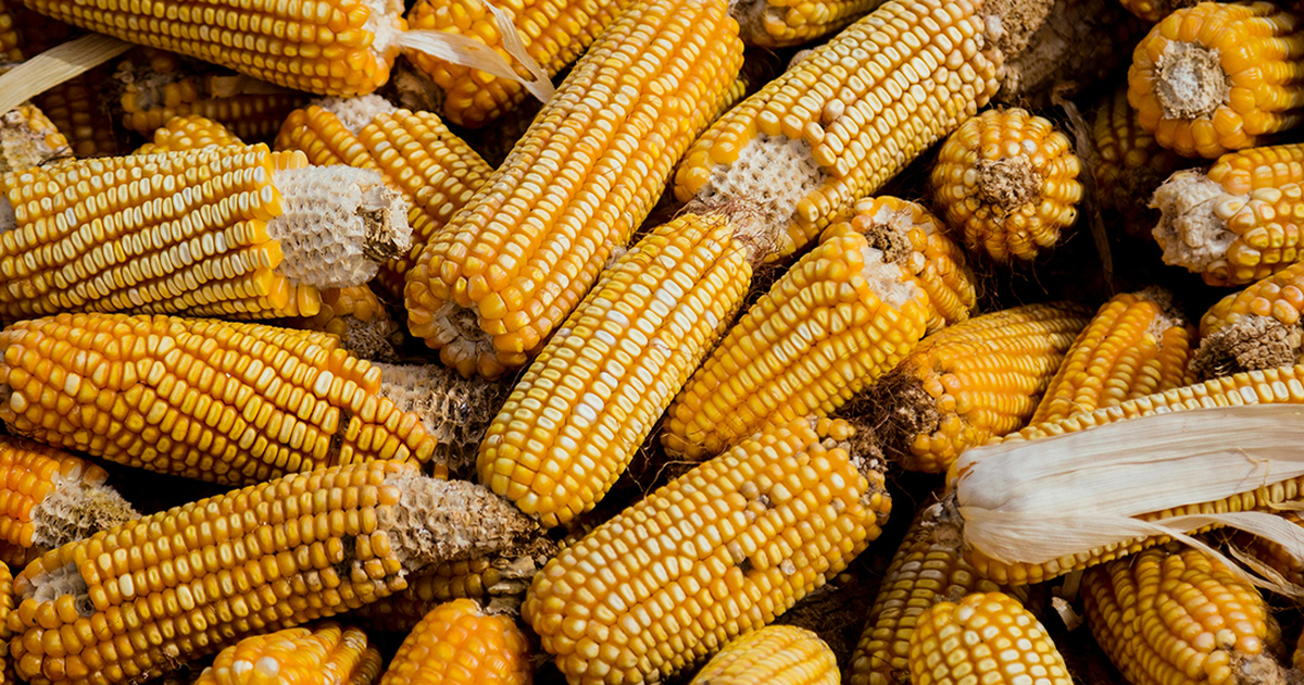 3 Latin Corn Side Dishes You Need Now (Including the Ultimate Mexican ...