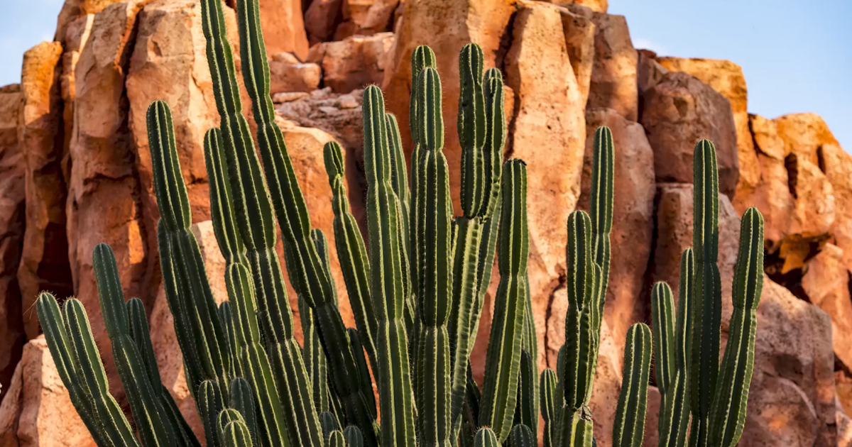 Facts About Cactus :: Latin Food Recipes and Lifestyle - Cocina