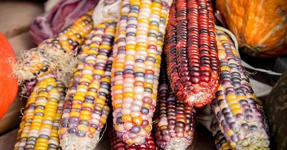 The Many Faces Of Maize :: Latin Food Recipes and Lifestyle - Cocina